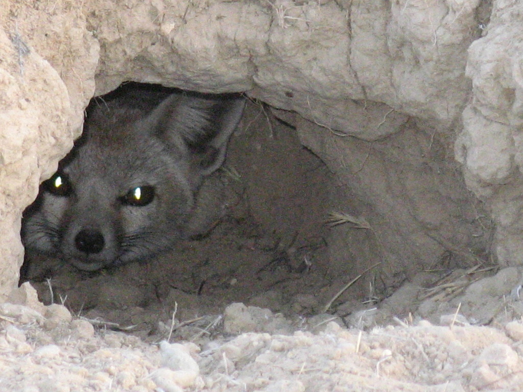 Kit Fox from Carrizo Plain National Monument, CA on May 5, 2012 by Cat ...