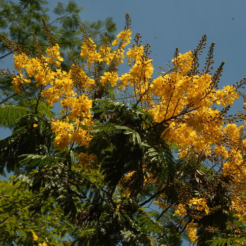 Conzattia chiapensis · iNaturalist United Kingdom