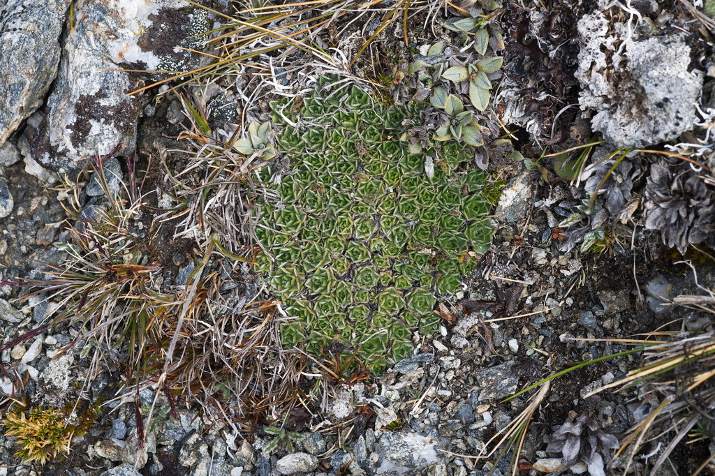 Myosotis pulvinaris from Pisa Range, New Zealand on January 23, 2021 at ...