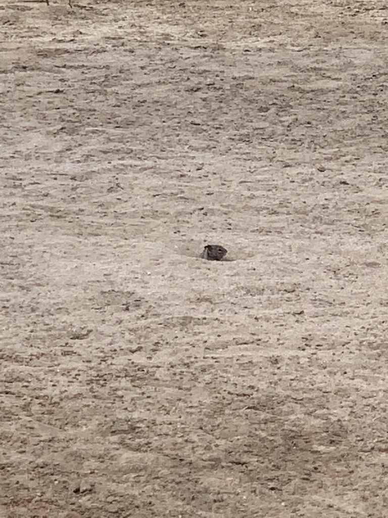 California Ground Squirrel from Belgrano Way, Perris, CA, US on ...