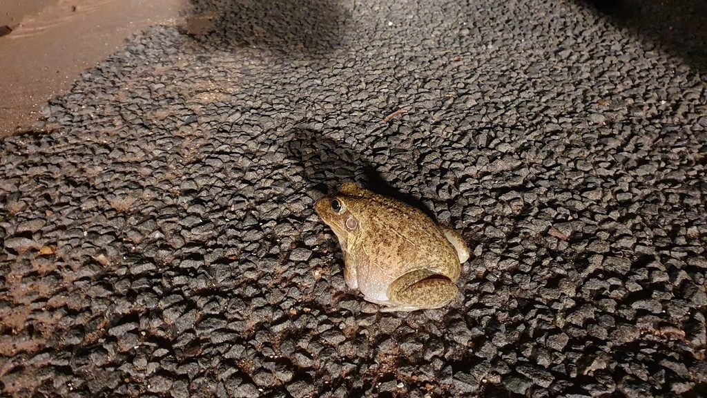 New Holland Frog from Winton QLD 4735, Australia on February 15, 2021 ...