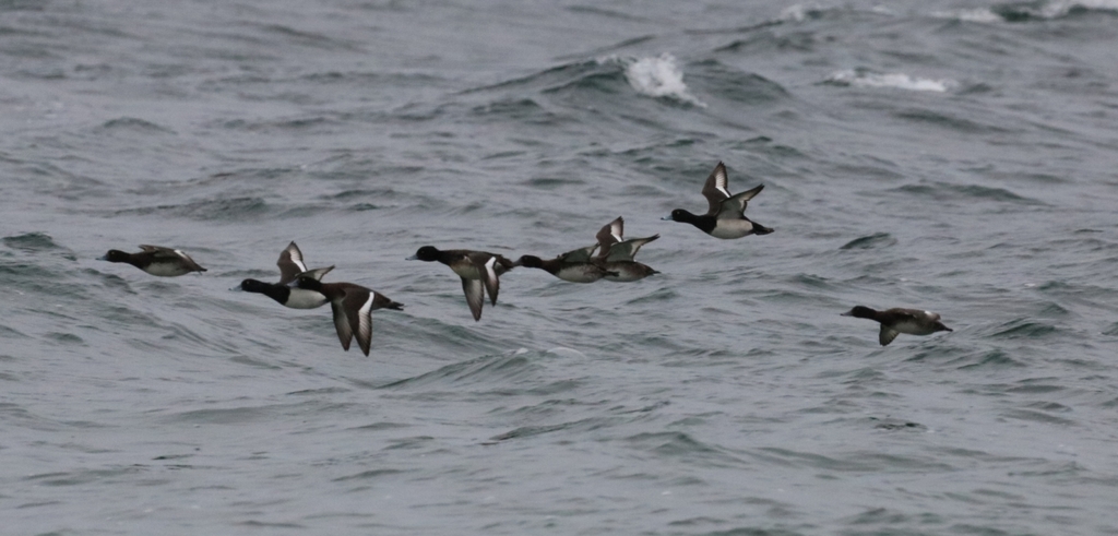 Tufted Duck from Denmark on February 15, 2021 at 12:32 PM by Peter ...