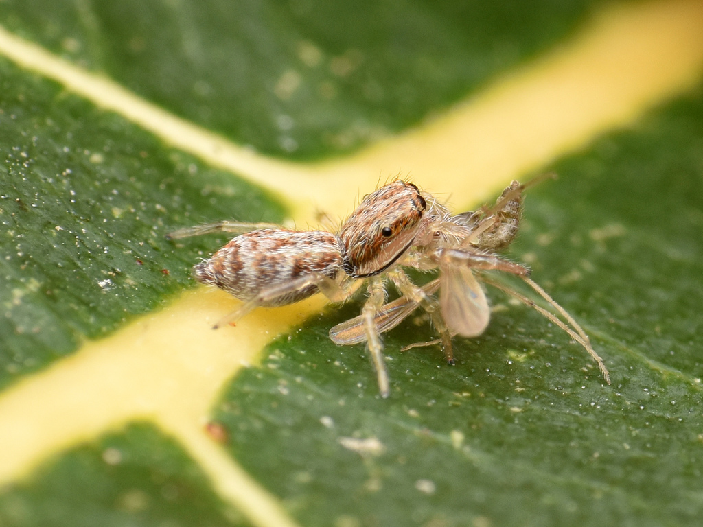 Chrysillini in February 2021 by Patrick Wong · iNaturalist