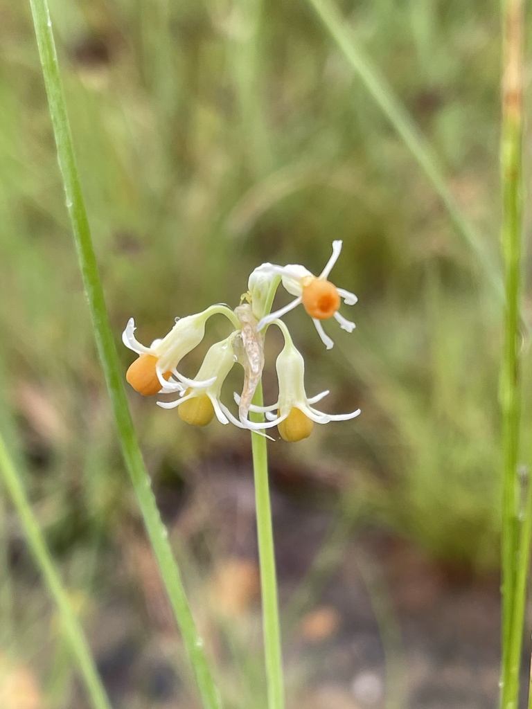 Highveld Wild Garlic from MP, ZA on February 15, 2021 at 08:42 AM by ...