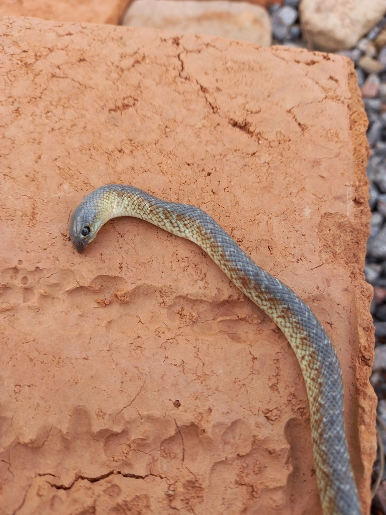 African Hook-nosed Snake from Saurimo, Angola on February 15, 2021 at ...