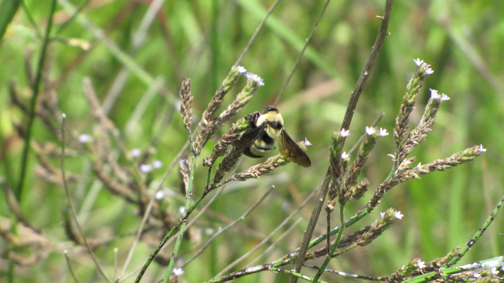 Southern Plains Bumble Bee from Hamilton County, FL, USA on July 09 ...