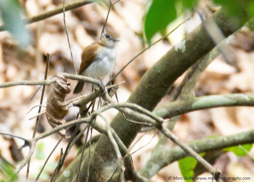 Sumba Flycatcher (Ficedula harterti) - Avian Discovery