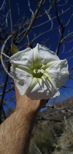 Cazahuate blanco (Ipomoea arborescens)