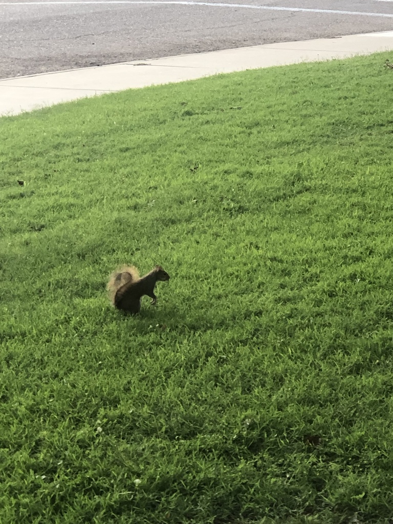 Fox Squirrel from Bayo Ave, El Paso, TX, US on June 14, 2019 at 04:43 ...