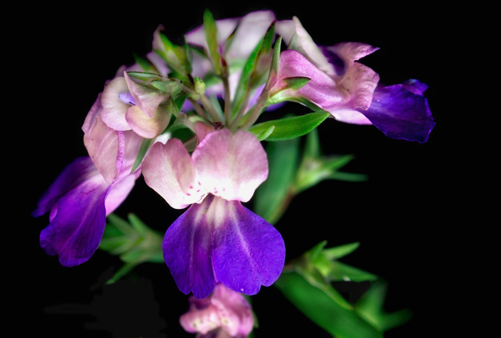 Large-flowered Collinsia (California Wildflowers) · iNaturalist