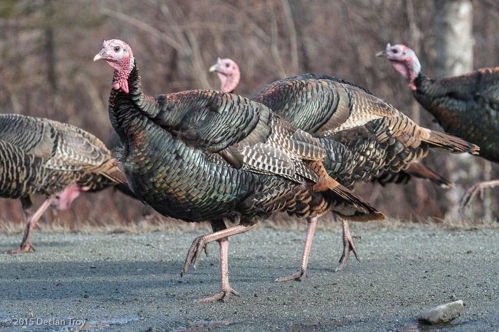 Wild Turkey from Indian, Alaska on March 17, 2015 at 08:05 PM by Declan ...