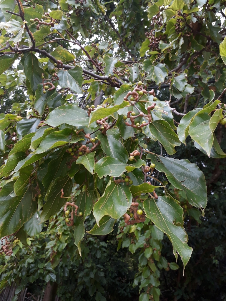 Japanese Raisin Tree from Loreto, Corrientes, Argentina on February 10 ...