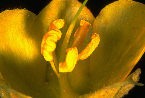Fremontia (California Wildflowers) · iNaturalist