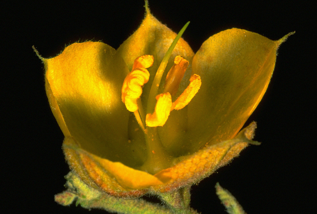 Fremontia (California Wildflowers) · iNaturalist