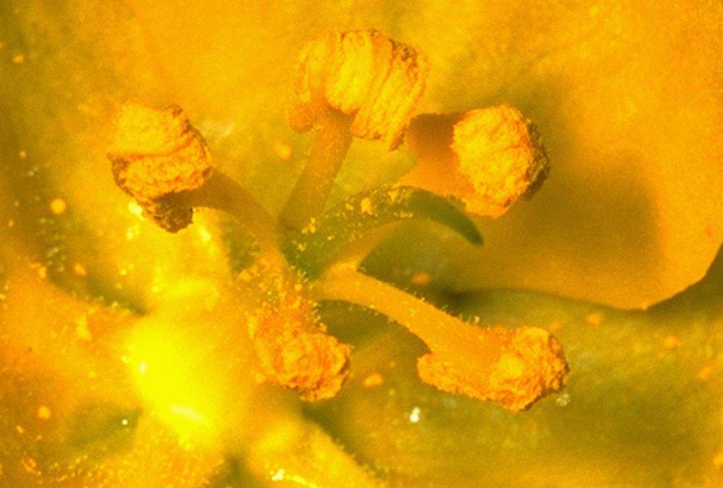 Fremontia (California Wildflowers) · iNaturalist