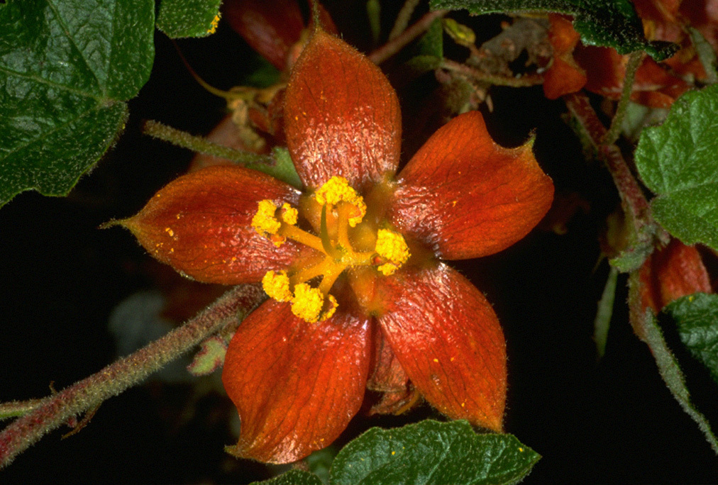 Pine Hill Flannel Bush (California Wildflowers) · iNaturalist