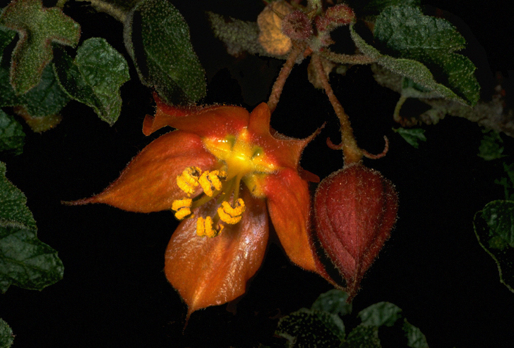 Pine Hill Flannel Bush (California Wildflowers) · iNaturalist