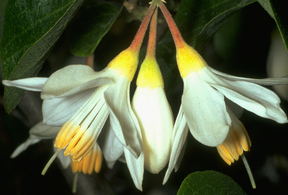 Snowdrop Bush (California Wildflowers) · iNaturalist