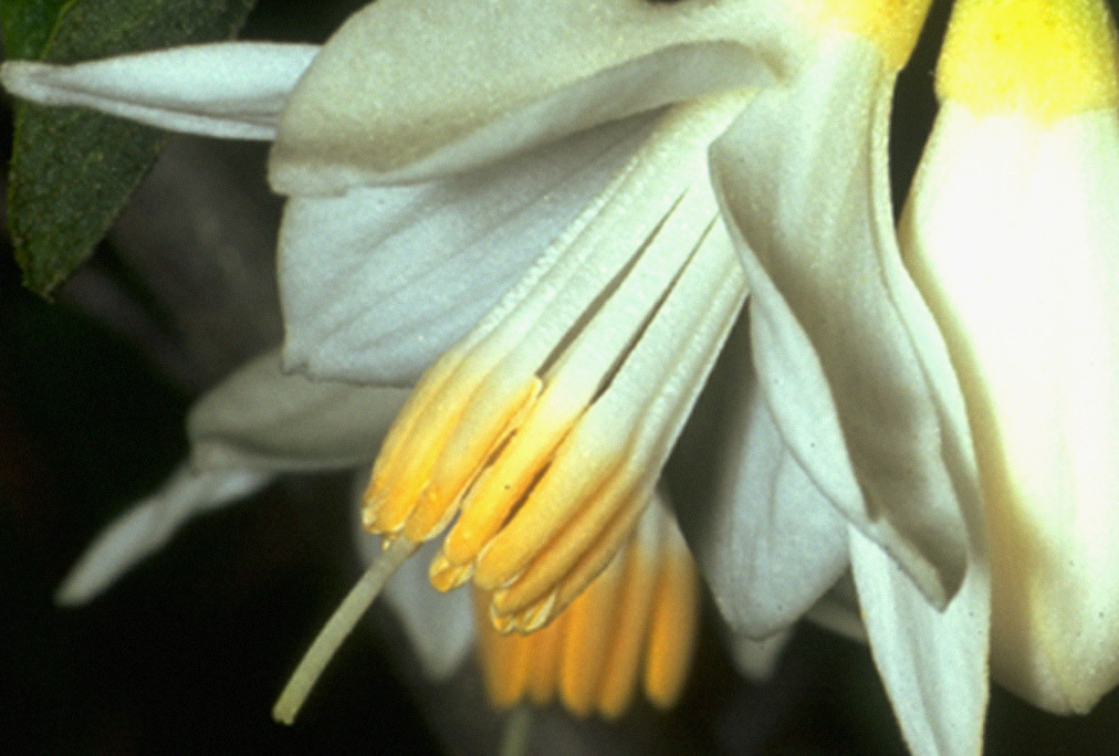 Snowdrop Bush (California Wildflowers) · iNaturalist