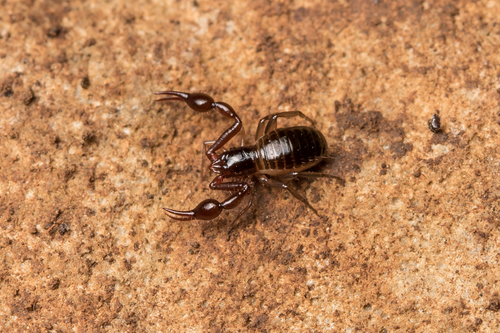 Neobisium sylvaticum · iNaturalist