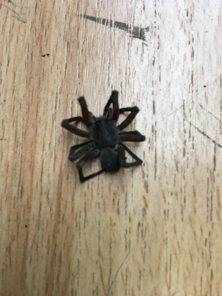 Zorocrates from México, MX on February 09, 2021 at 10:43 AM by Ra'uf ...