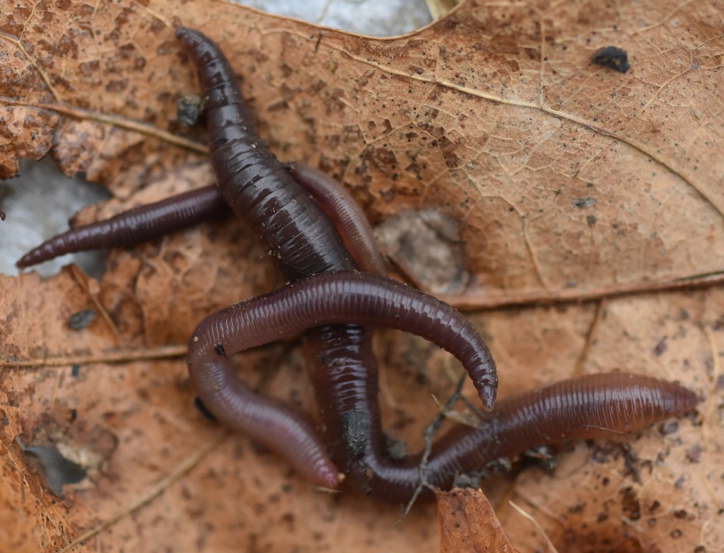 Redhead Worm from Sullivan County, TN, USA on February 15, 2021 at 04: ...