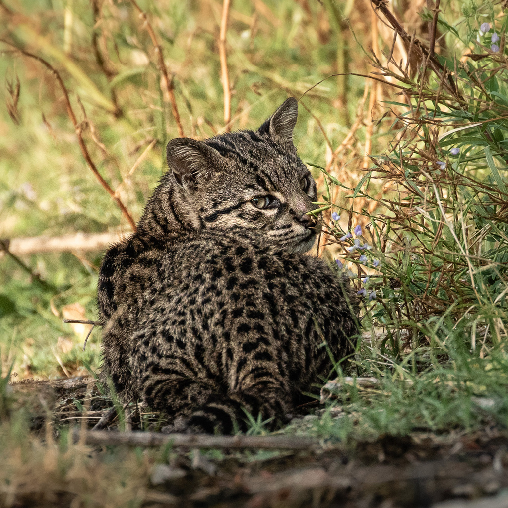 Geoffroy's Cat in January 2021 by Rodrigo Folch · iNaturalist