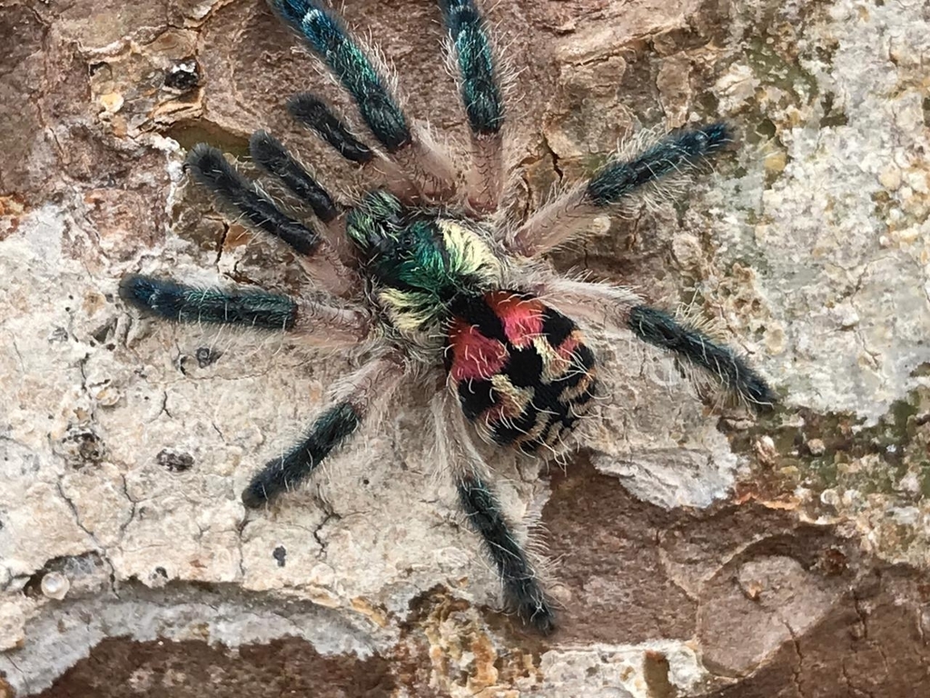 Brazilian Jewel Tarantula in February 2021 by Bruno Padilha · iNaturalist