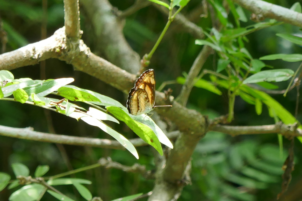Common Lascar from Kwai Tsing, Hong Kong on June 24, 2018 at 11:22 AM ...