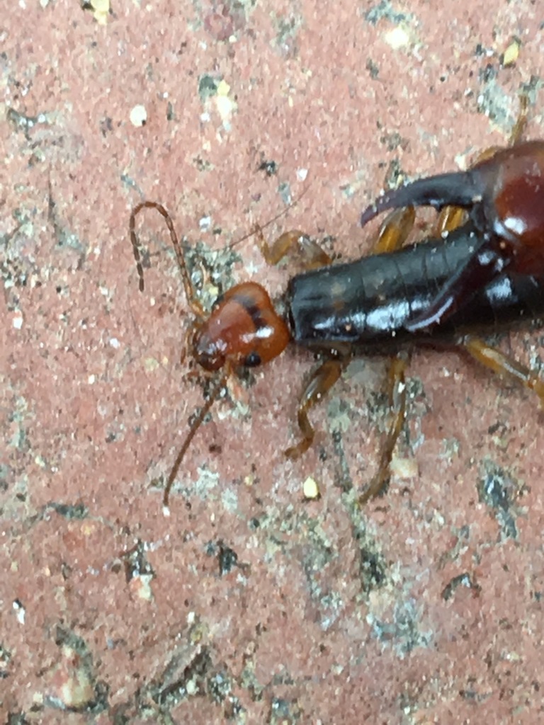 Carcinophora occidentalis in October 2017 by superechidnaman · iNaturalist