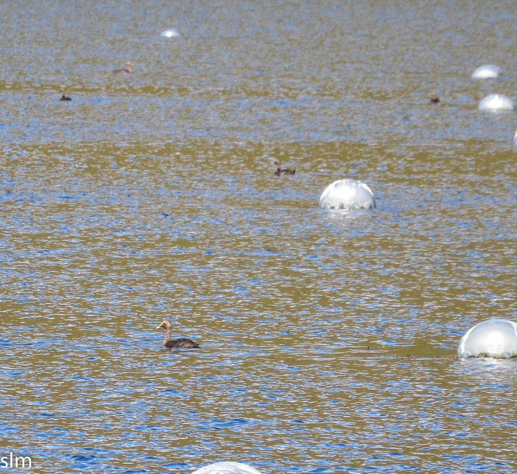 Common Eider from fort william on September 20, 2014 by Sara MacKenzie ...