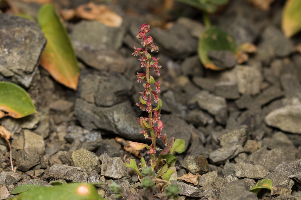 Horned Dock from Southern Aegean, Greece on February 14, 2021 at 11:26 ...