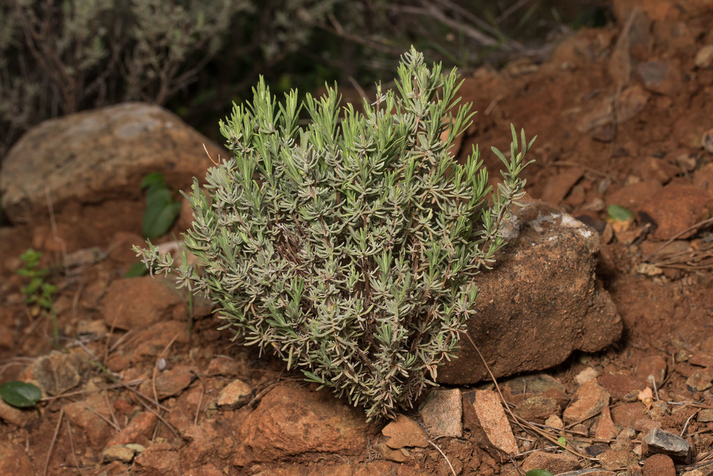 topped lavender from Southern Aegean, Greece on February 14, 2021 at 11 ...