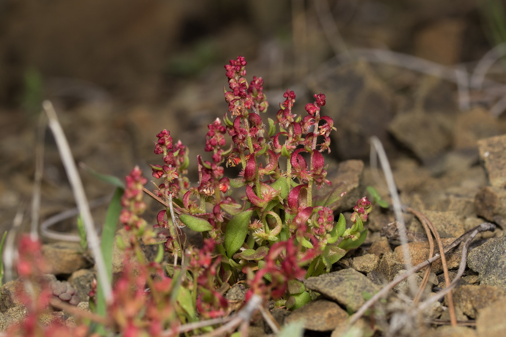 Horned Dock from Southern Aegean, Greece on February 14, 2021 at 11:43 ...