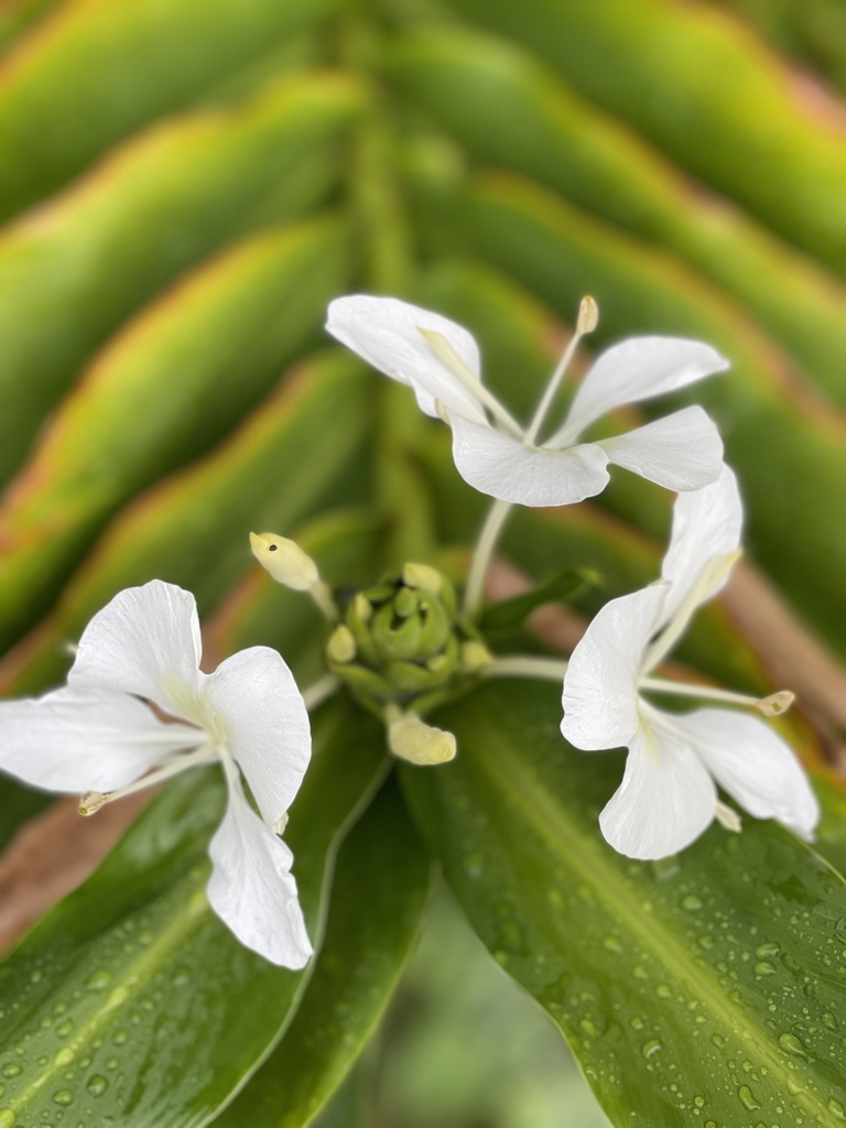 White ginger from Cedric Street, Macquarie Fields, NSW, AU on February ...