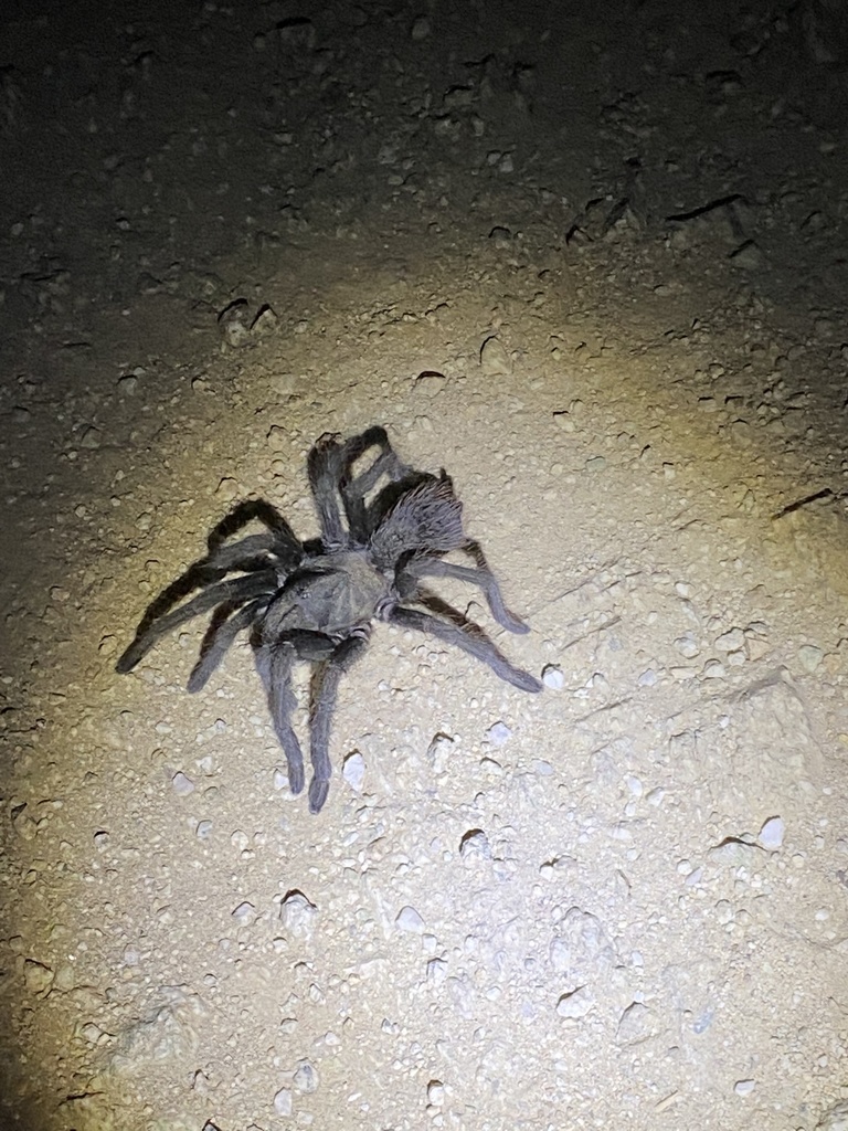 California Ebony Tarantula from Crafton Hills Ridge Trail, Yucaipa, CA ...