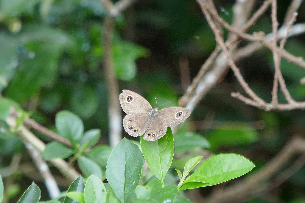 Common Five-ring from Islands, Hong Kong on June 20, 2018 at 01:05 PM ...