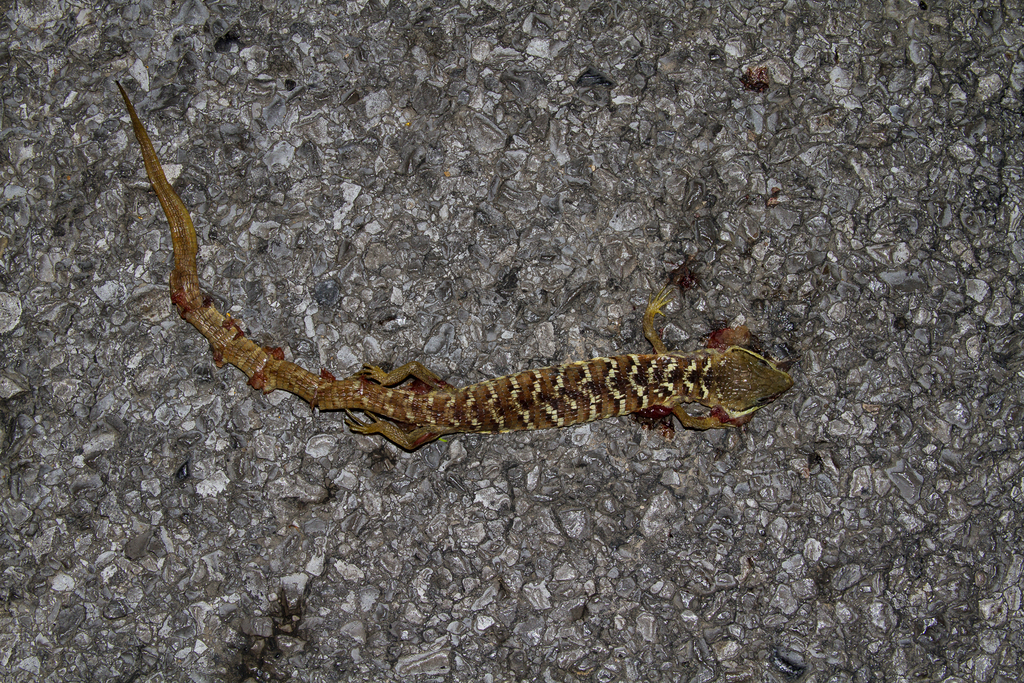 Smooth-headed Alligator Lizard from Reserva de la Biósfera El Cielo on ...