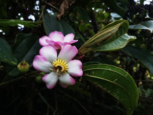 Blakea repens · NaturaLista Colombia