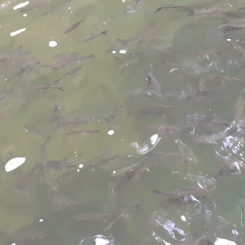 Copper Mahseer (Neolissochilus hexagonolepis) · iNaturalist United Kingdom