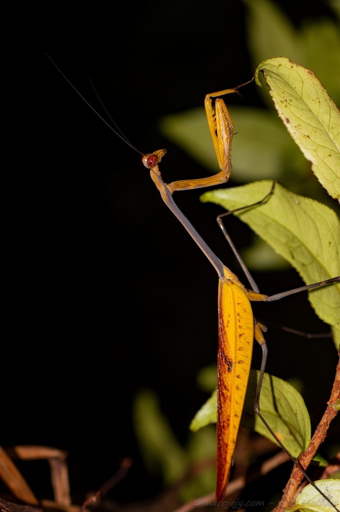 Tisma freyi from District de Sambava, Madagascar on October 30, 2016 at ...