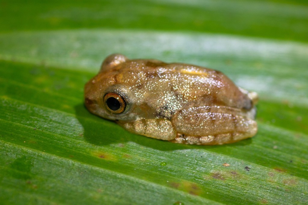 Bright-eyed Frogs from District de Sambava, Madagascar on October 30 ...