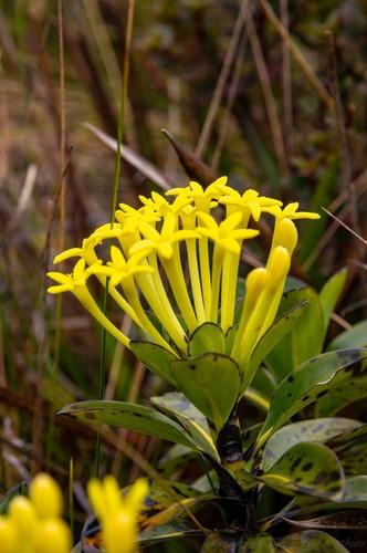 Photo 113360116, (c) Éric Mathieu, all rights reserved, uploaded by ...