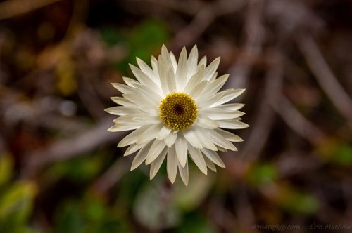 Photo 113360119, (c) Éric Mathieu, all rights reserved, uploaded by ...