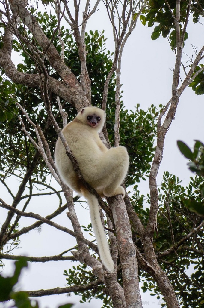 Silky Sifaka in September 2019 by Éric Mathieu · iNaturalist