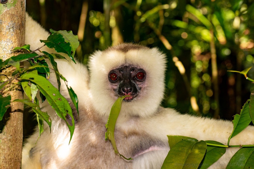 Silky Sifaka in September 2019 by Éric Mathieu · iNaturalist