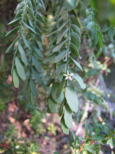 Olax phyllanthi · iNaturalist