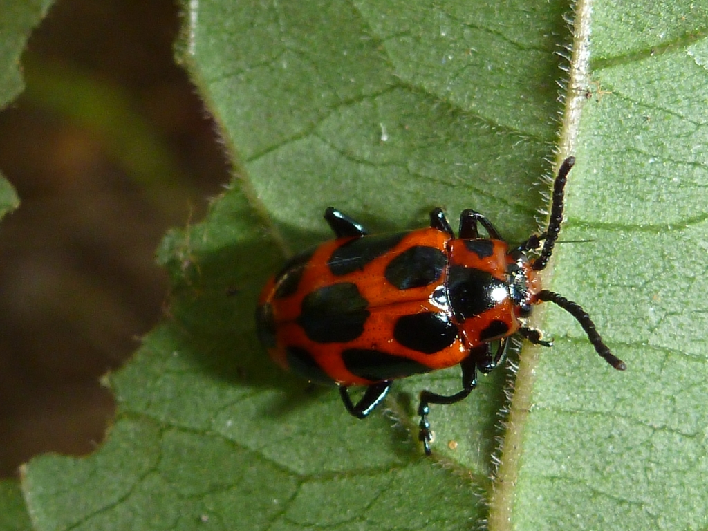 9-Spotted Leaf Beetle from Northern Beaches on September 22, 2014 at 10 ...