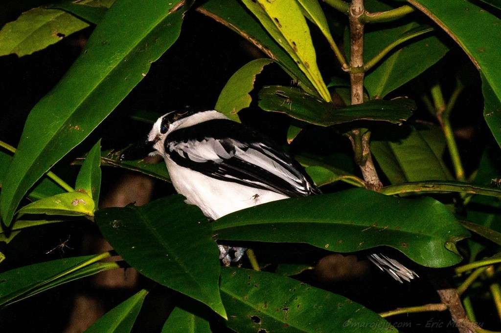 Hook-billed Vanga from Vohimarina, Madagascar on October 15, 2019 at 11 ...