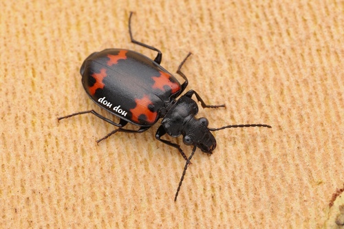 Lioptera erotyloides · iNaturalist Mexico